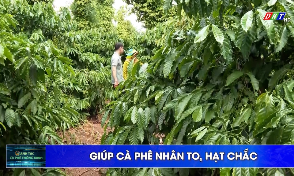Canh tác cà phê thông minh ngày 18-8-2025 - Báo và Phát thanh, Truyền ...